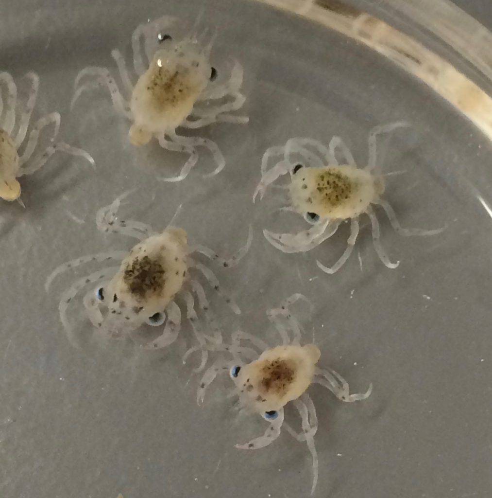 A big year for small Dungeness crab megalopae | Sea Grant Scholars