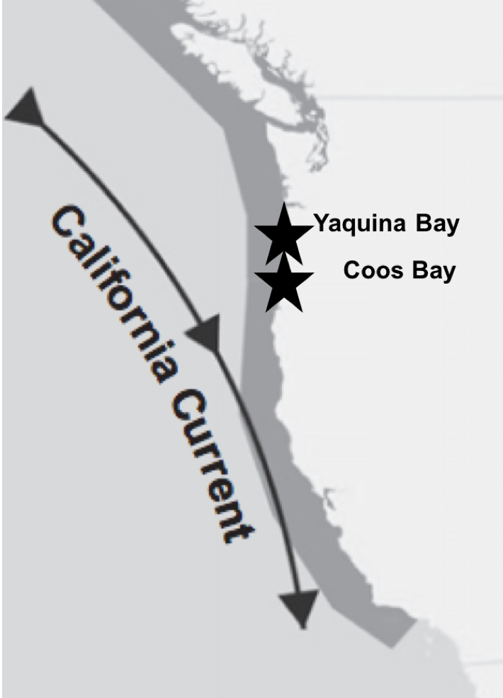 A big year for small Dungeness crab megalopae | Sea Grant Scholars