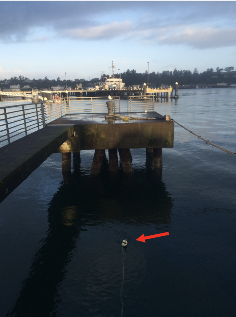 A big year for small Dungeness crab megalopae | Sea Grant Scholars