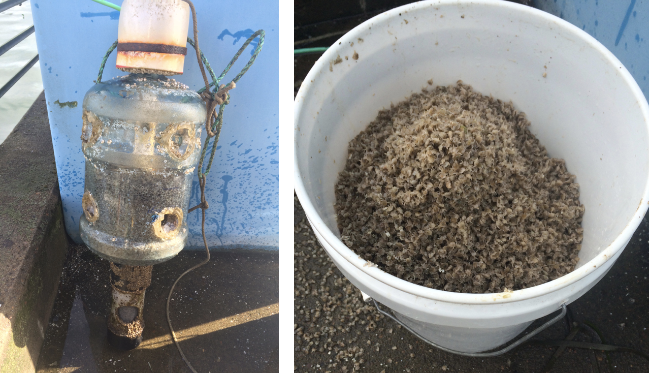 A big year for small Dungeness crab megalopae | Sea Grant Scholars