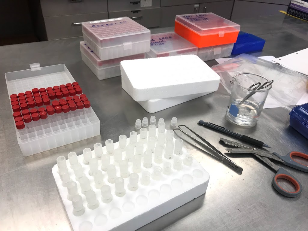 Genetics schmetics! What is the difference between all the different ...