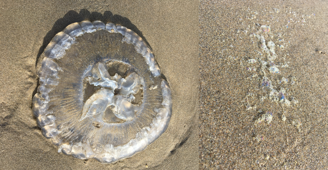 Walking the Wrack Line | Sea Grant Scholars