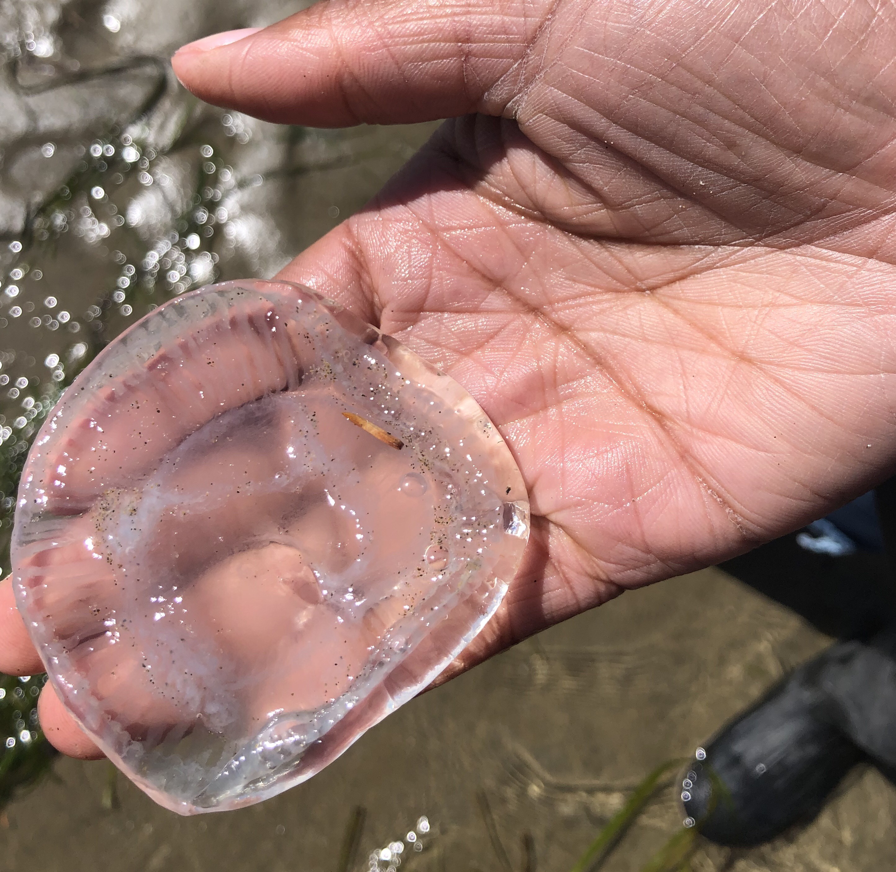 More Field Work and Nematodes! | Sea Grant Scholars