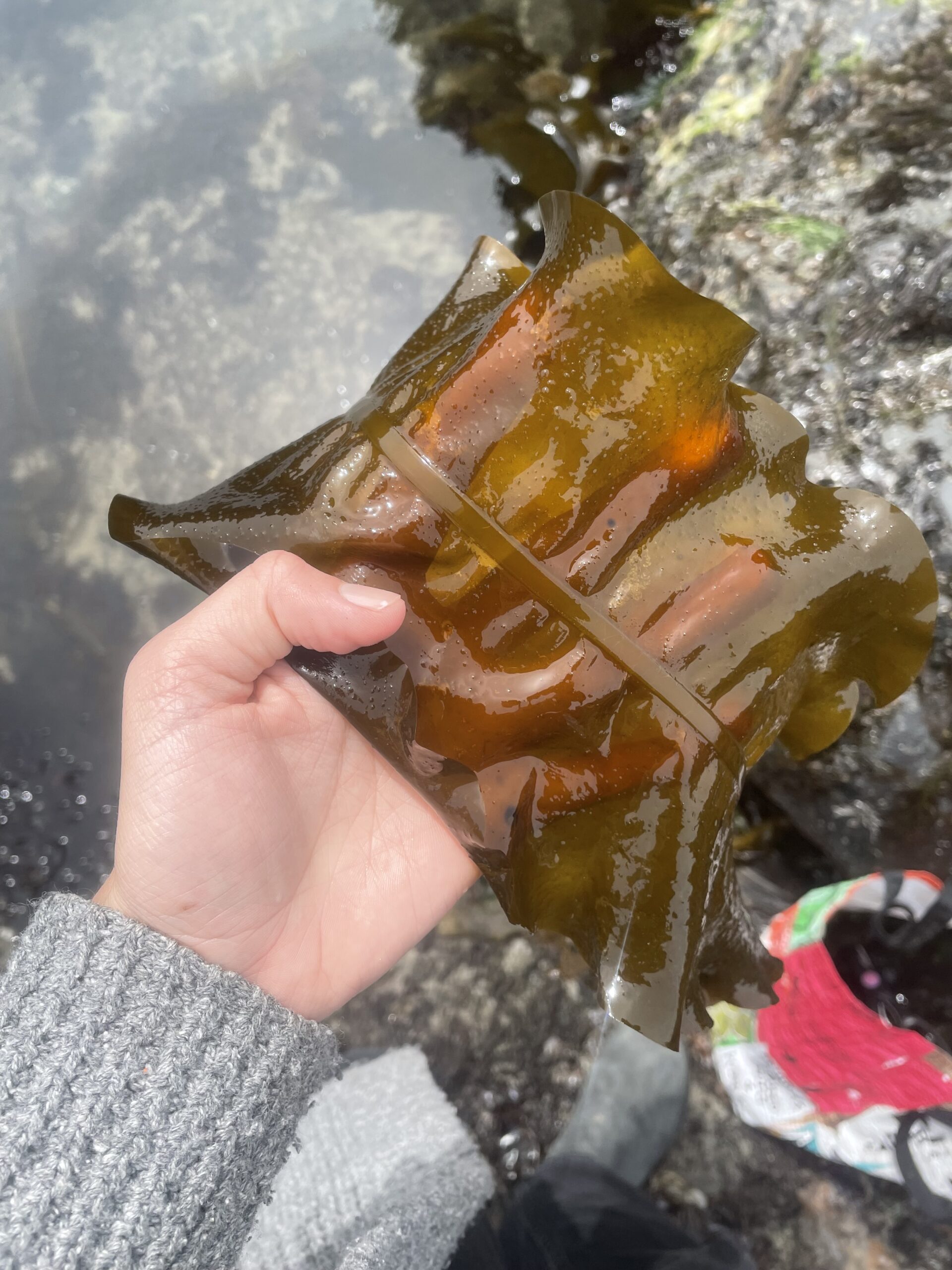 Oregon Seaweed Learning Tour | Sea Grant Scholars