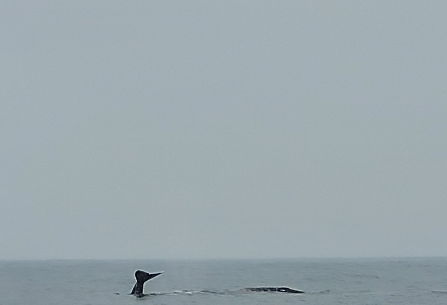 Autonomous Underwater Vehicle Glider Deployment | Sea Grant Scholars