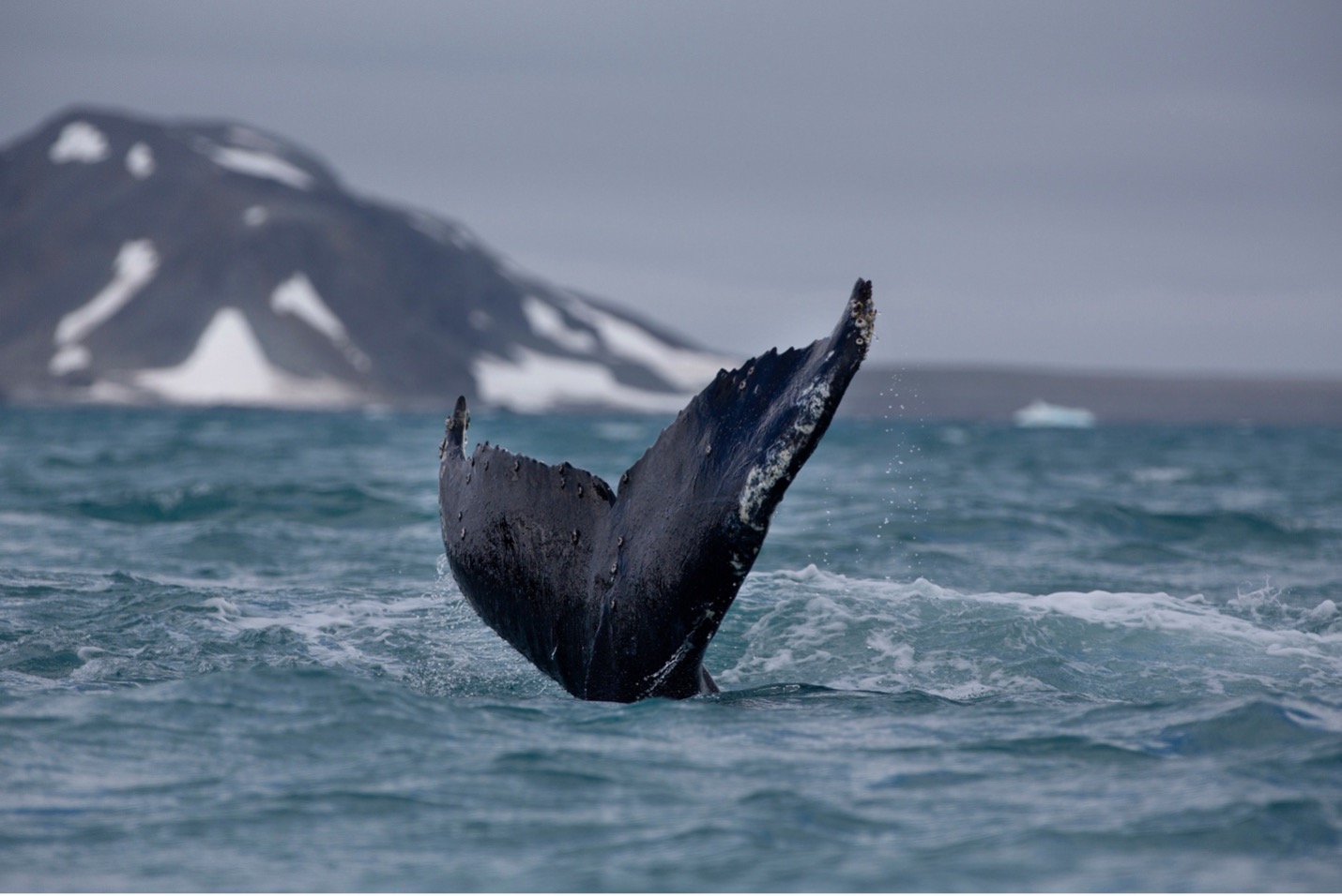 Identification Of Humpback Whale Breeding And Calving Habitat In The Identification Of Humpback Whale Breeding And Calving Habitat In The