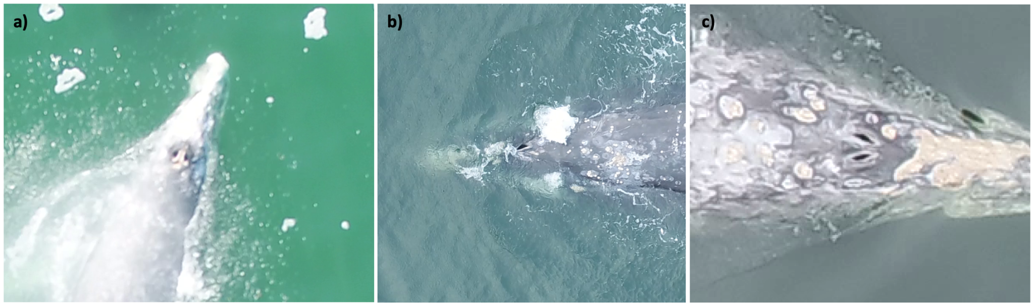 How do blowholes scale with body size of Pacific Coast Feeding Group ...