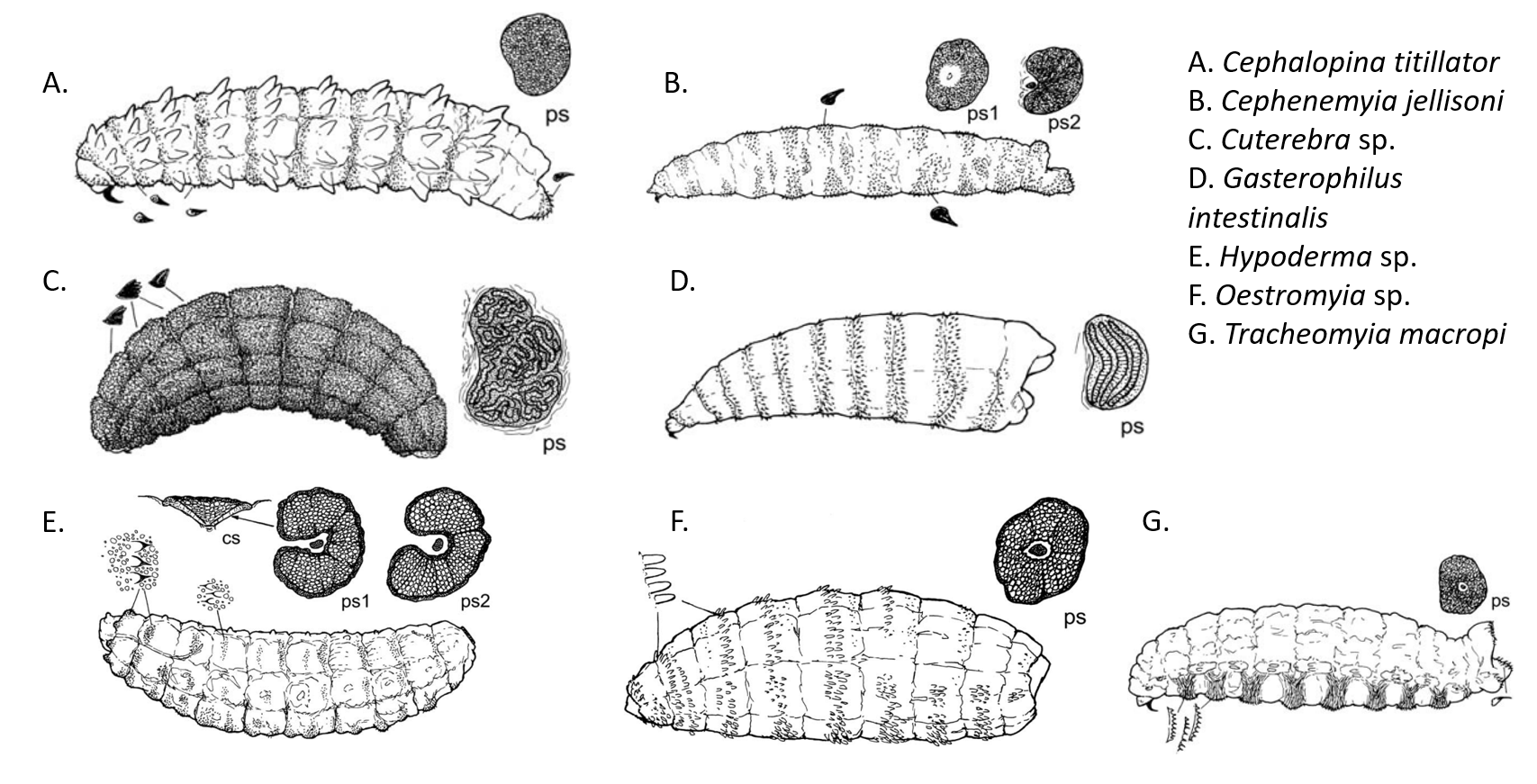 The larval integument and its structures – The integumentary system of ...