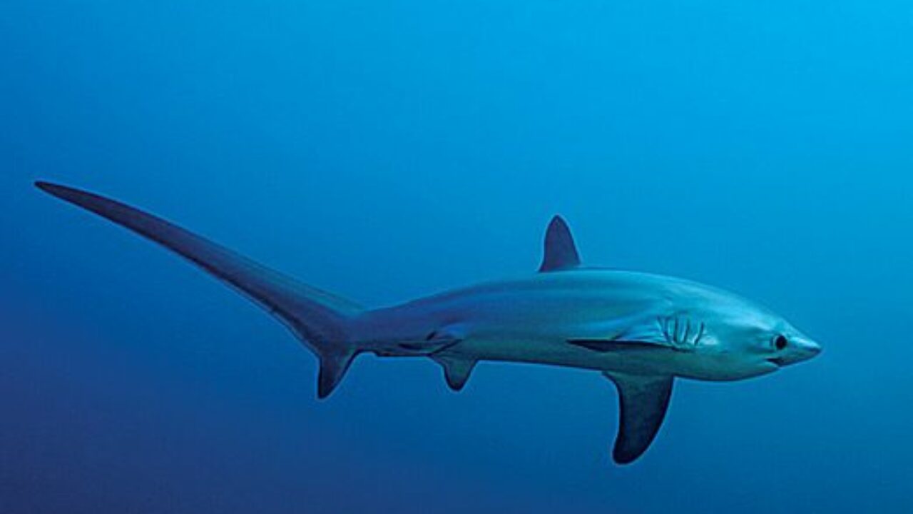 GIS in habitat selection of White shark