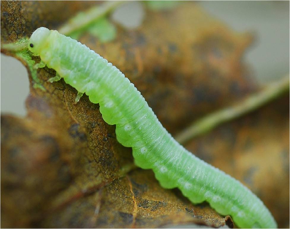 Green Alder Sawfly – A New Invasive « TreeTopics