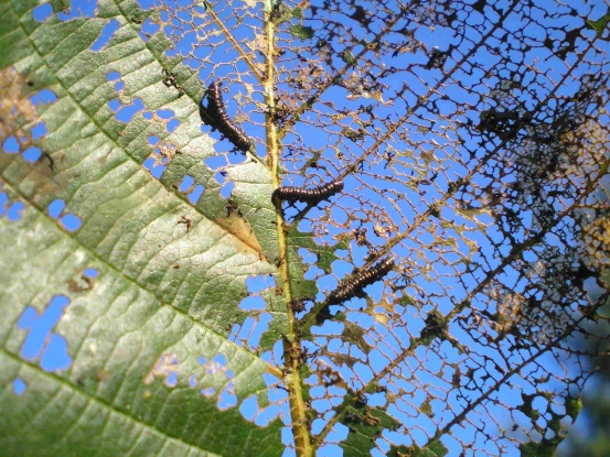 Flea beetles skeletonize red alder leaves « TreeTopics