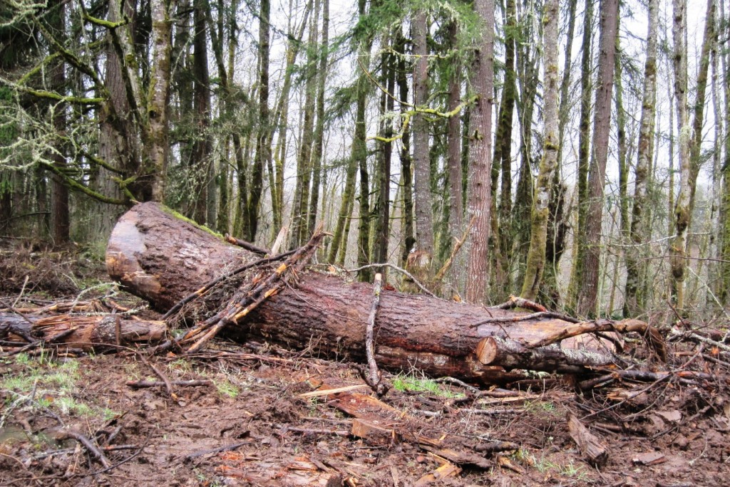 The value of dead wood – an anecdote and a photo contest « TreeTopics