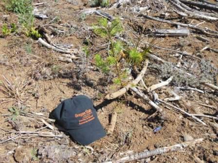 Weed control and herbicide basics « TreeTopics