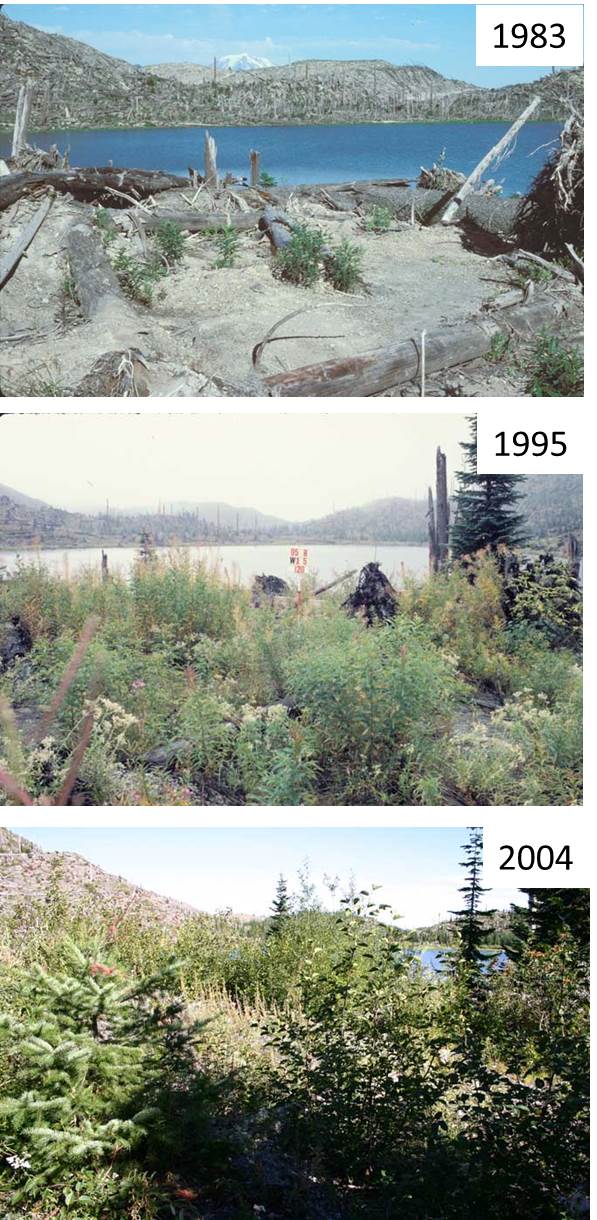 Chasing early seral « TreeTopics