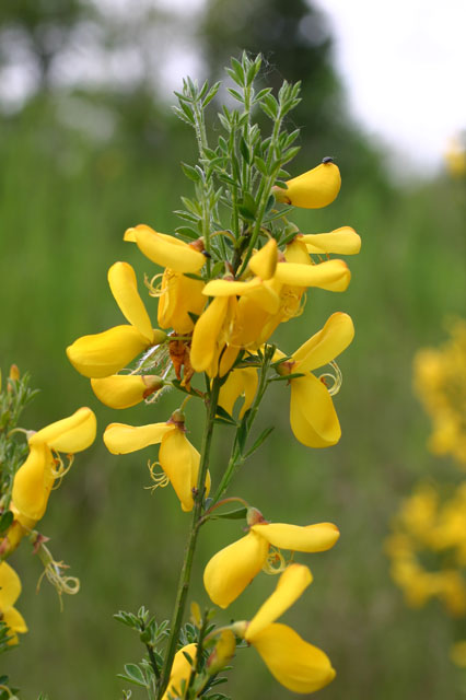 Spring’s Scotch broom show is around the corner « TreeTopics