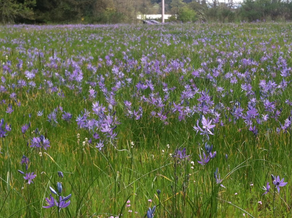 Oregon wildflower app for smartphones « TreeTopics