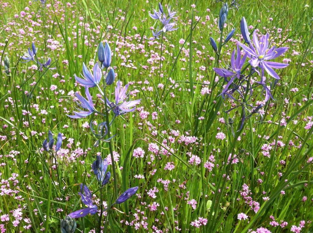 Oregon wildflower app for smartphones « TreeTopics