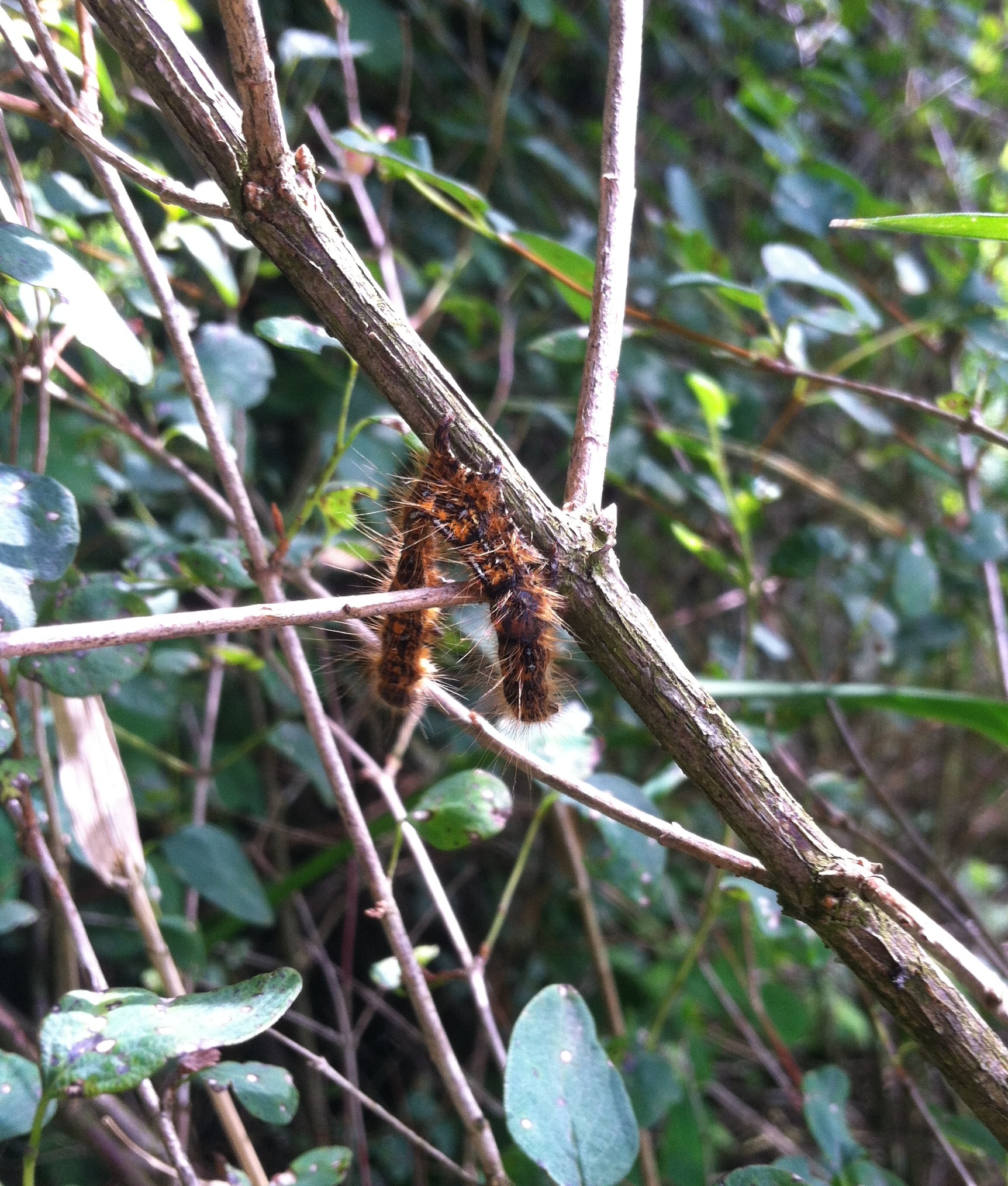 The boom-and-bust life of defoliating insects « TreeTopics