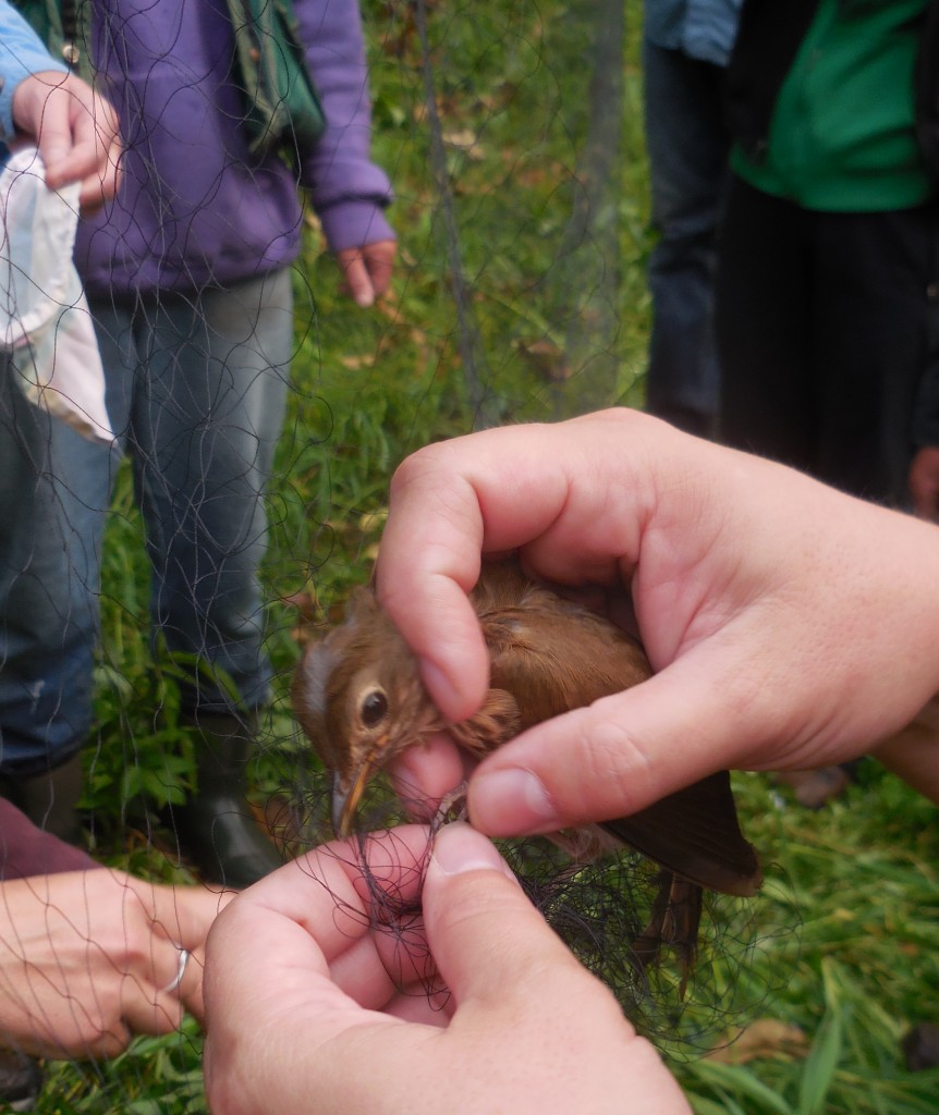 Mist netting photo journal « TreeTopics