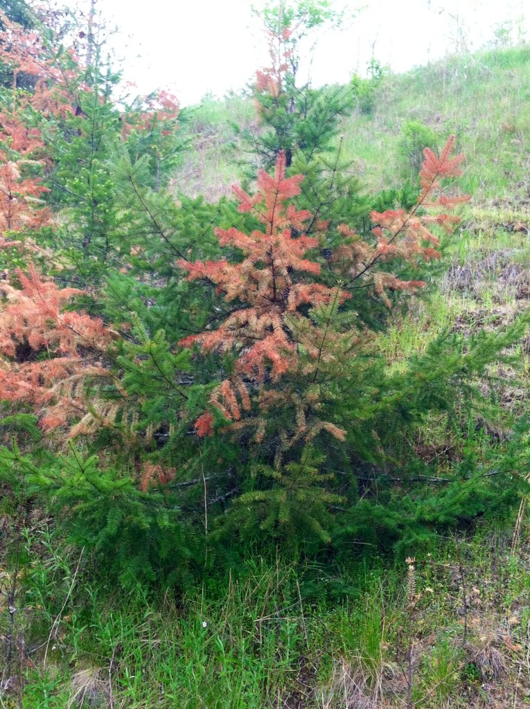 Many Douglas-fir with dead tops and branches in the Willamette Valley ...
