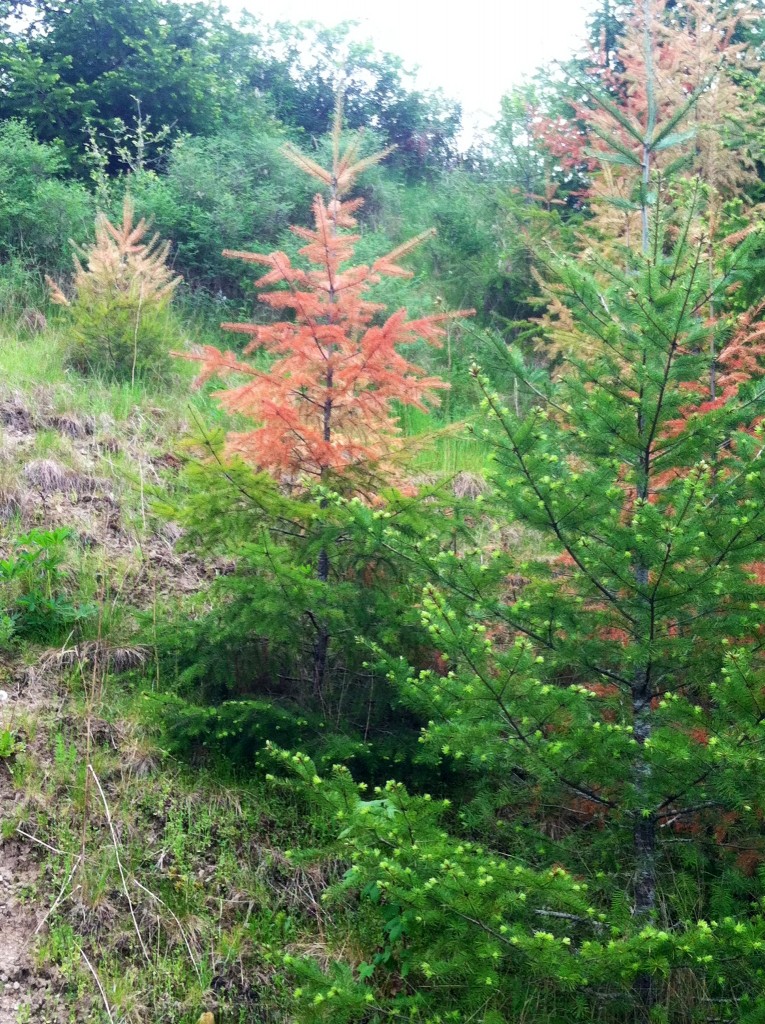 Many Douglas-fir with dead tops and branches in the Willamette Valley ...