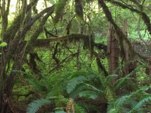 Mapping your forest with Google Earth and a GPS phone app « TreeTopics