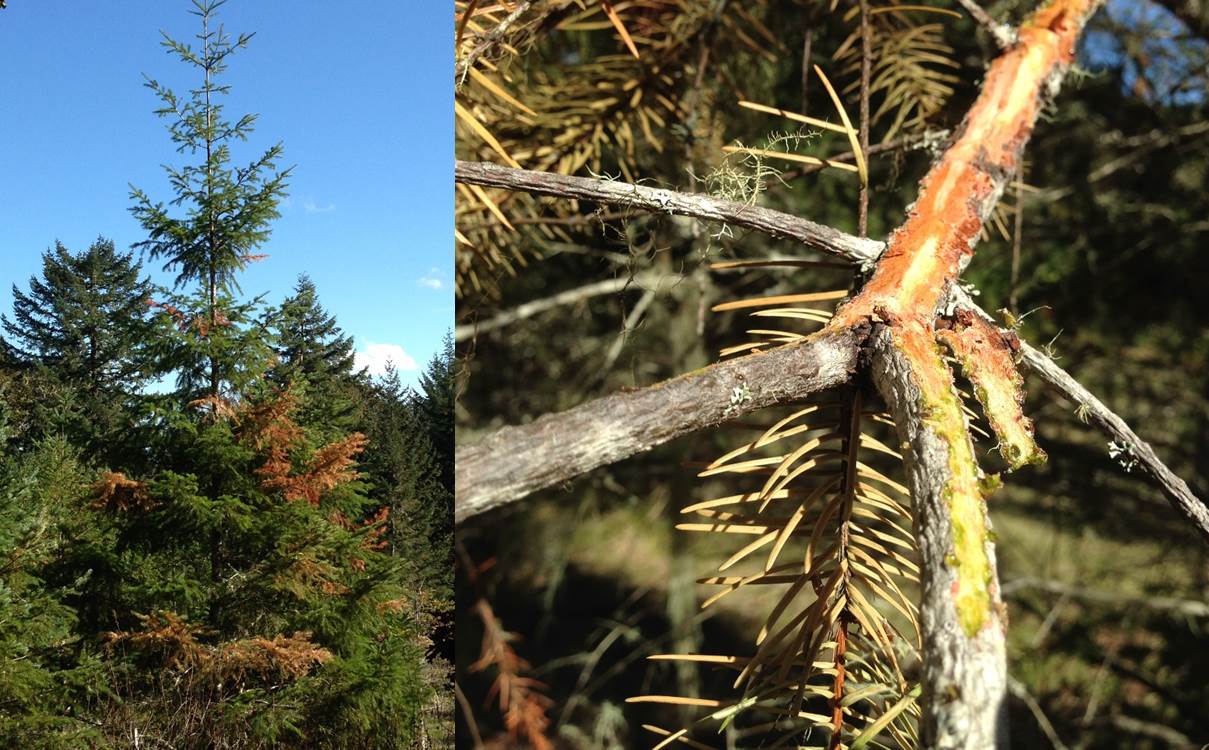 Summer 2015, DROUGHT! And Heat. A Forest Health Report « TreeTopics