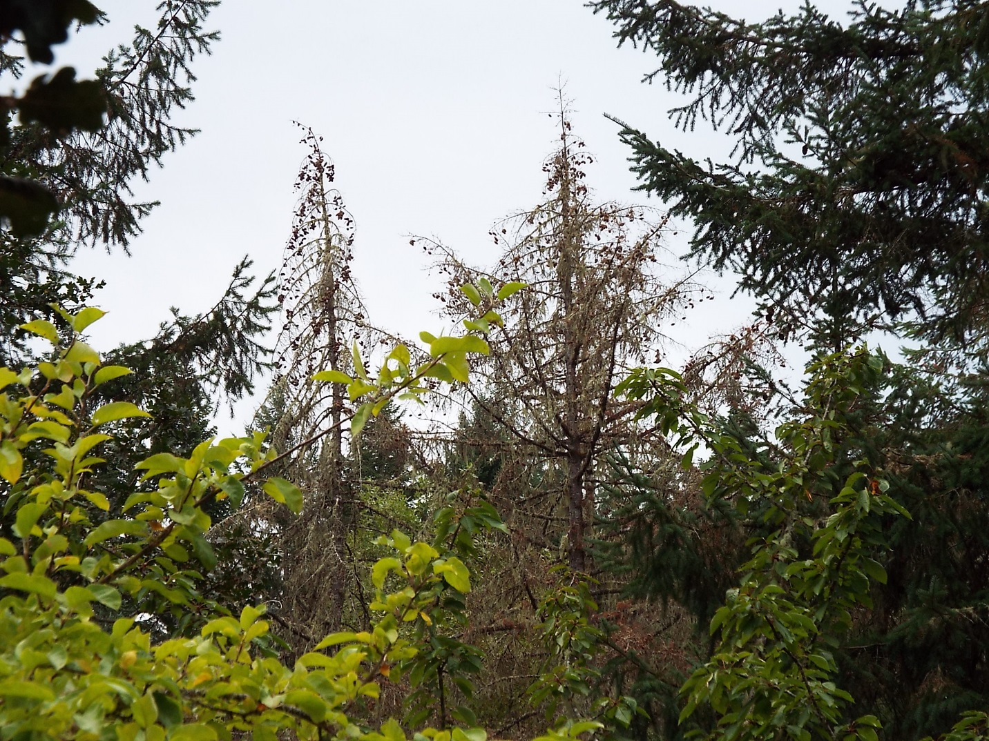 Summer 2015, DROUGHT! And Heat. A Forest Health Report « TreeTopics