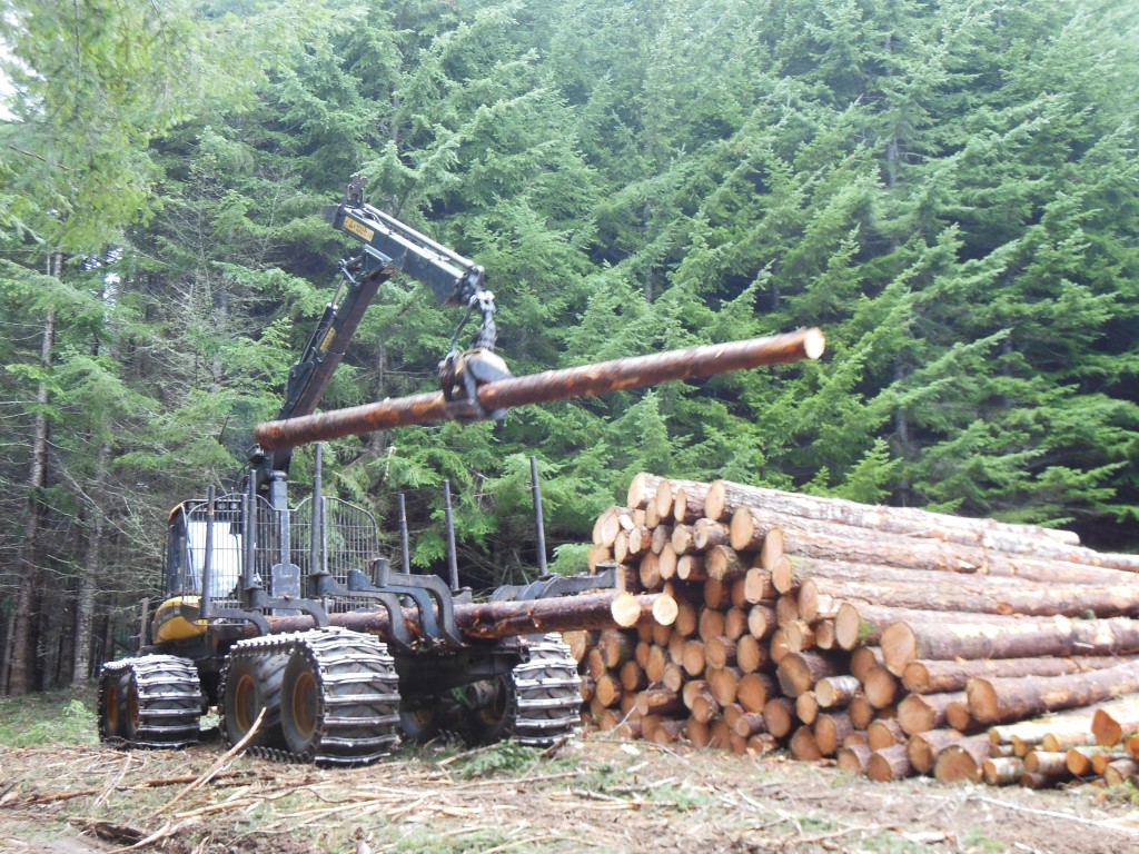 Spacing young conifer stands « TreeTopics