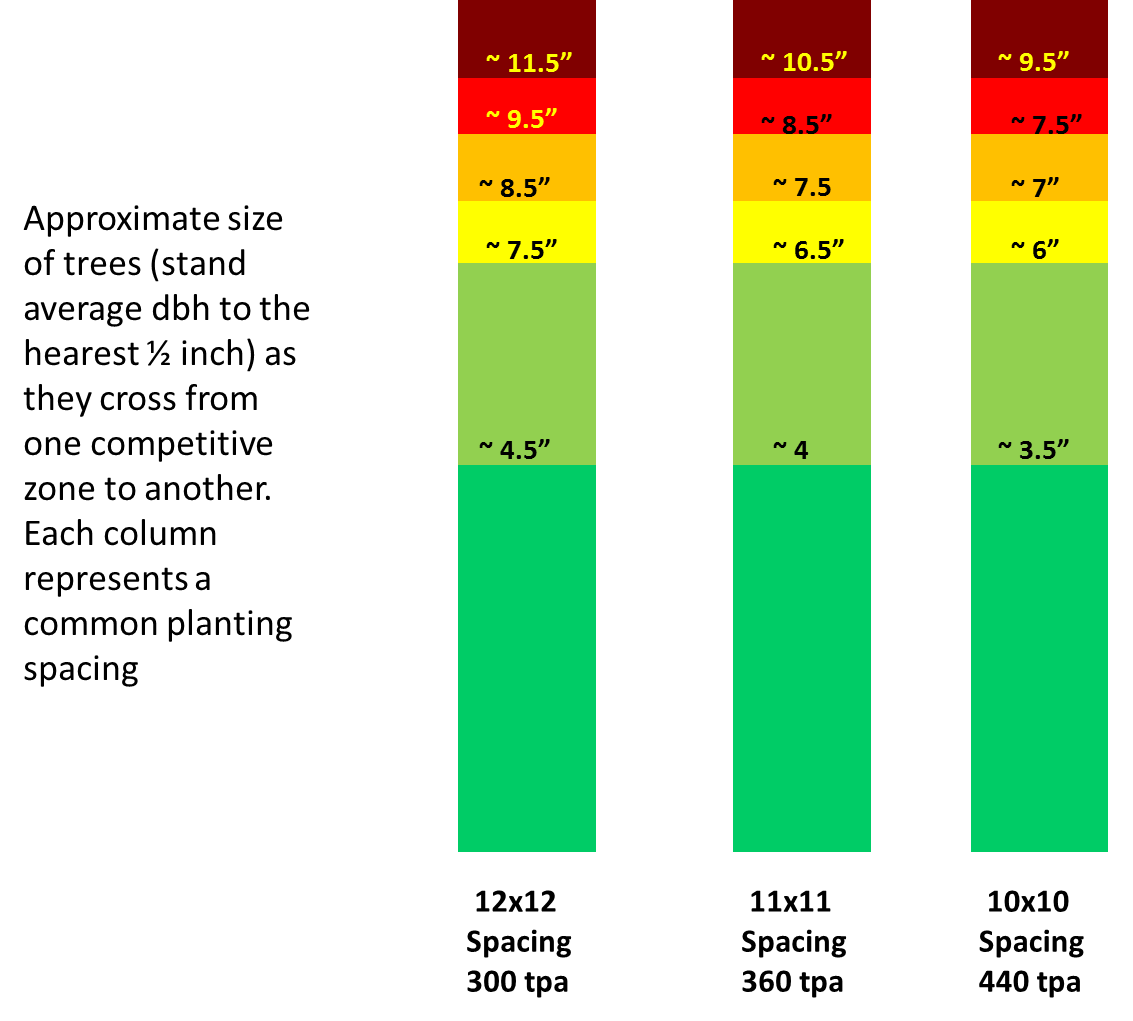 Spacing young conifer stands « TreeTopics