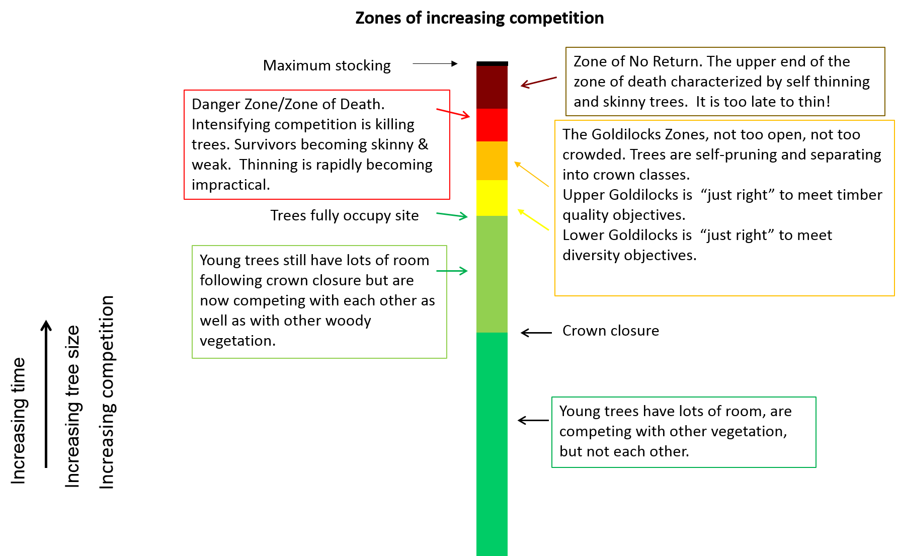 Spacing young conifer stands « TreeTopics