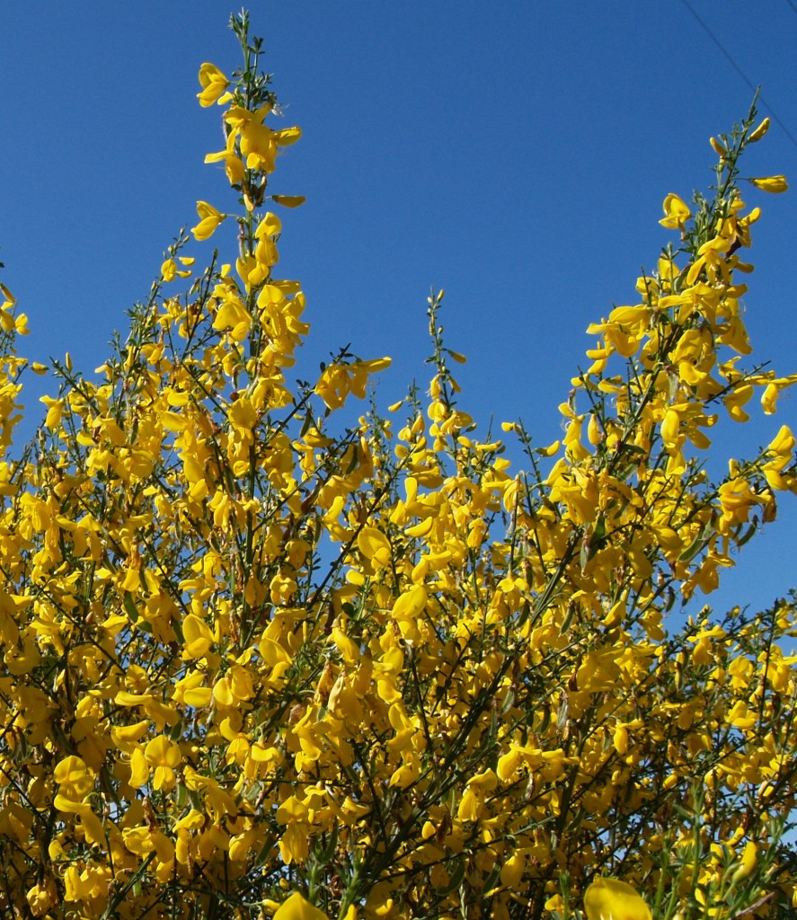 Resources in the fight against weeds « TreeTopics