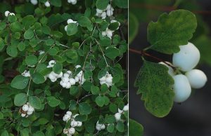 Shrubs for wildlife: Snowberry « TreeTopics