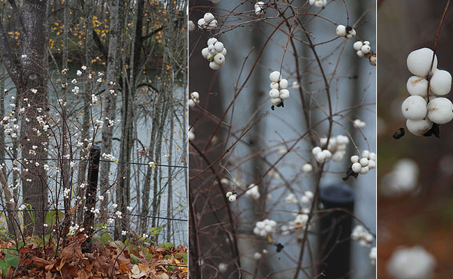 Shrubs for wildlife: Snowberry « TreeTopics