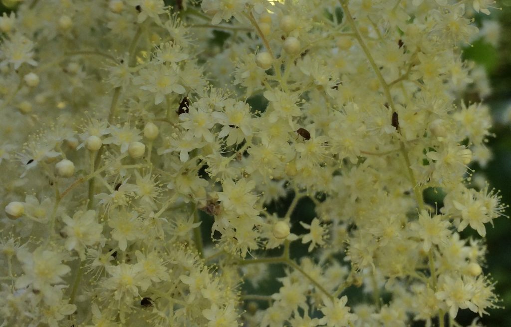 Shrubs for Wildlife – Oceanspray « TreeTopics