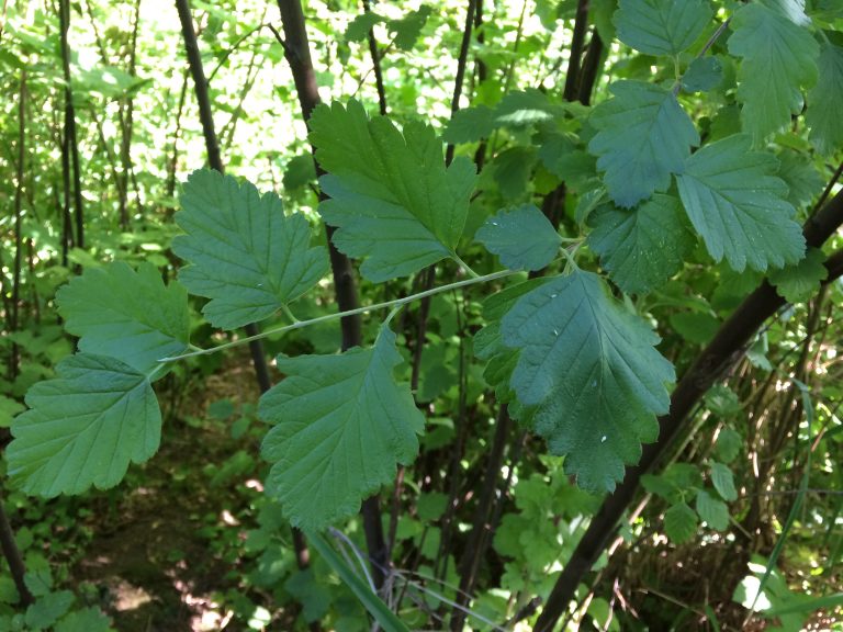 Shrubs for Wildlife – Oceanspray « TreeTopics