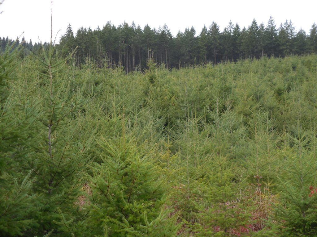 Young Stand Thinning Strategies « TreeTopics