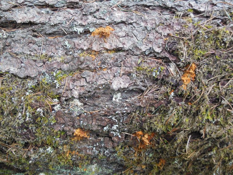 What to do about those drought-damaged trees? « TreeTopics