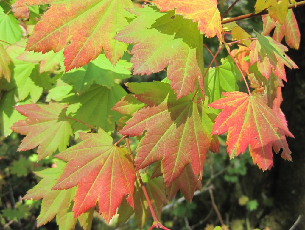 Shrubs for wildlife – Vine maple « TreeTopics