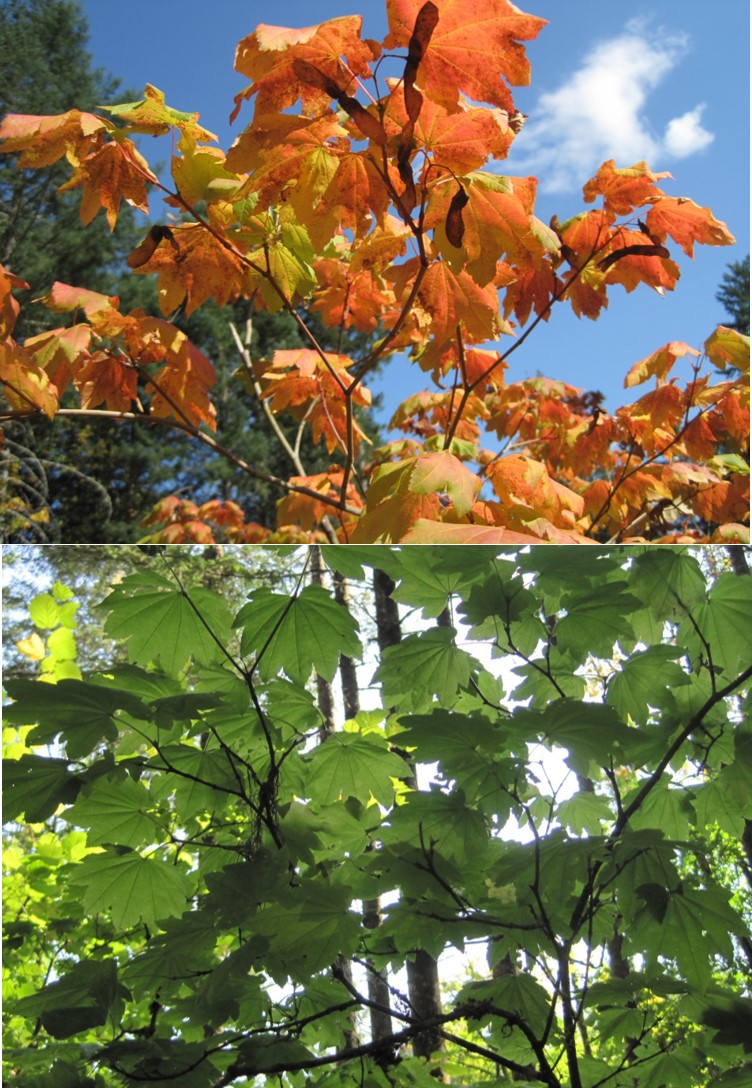 Shrubs for wildlife – Vine maple « TreeTopics