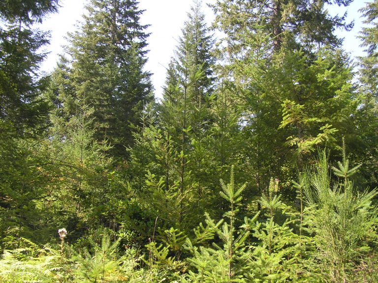 Growing a Diverse Forest: Steps to a Structural Diversity “Forest ...