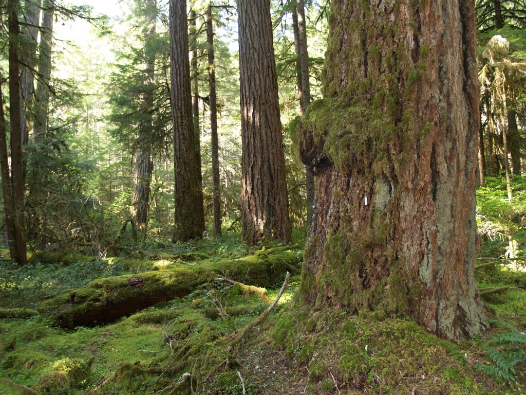 Growing a Diverse Forest: Choosing your path « TreeTopics