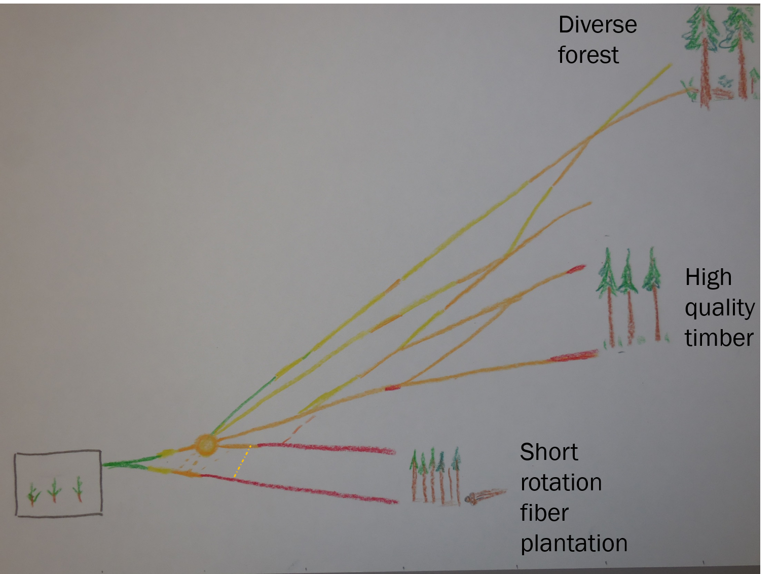 Growing a Diverse Forest: Choosing your path « TreeTopics