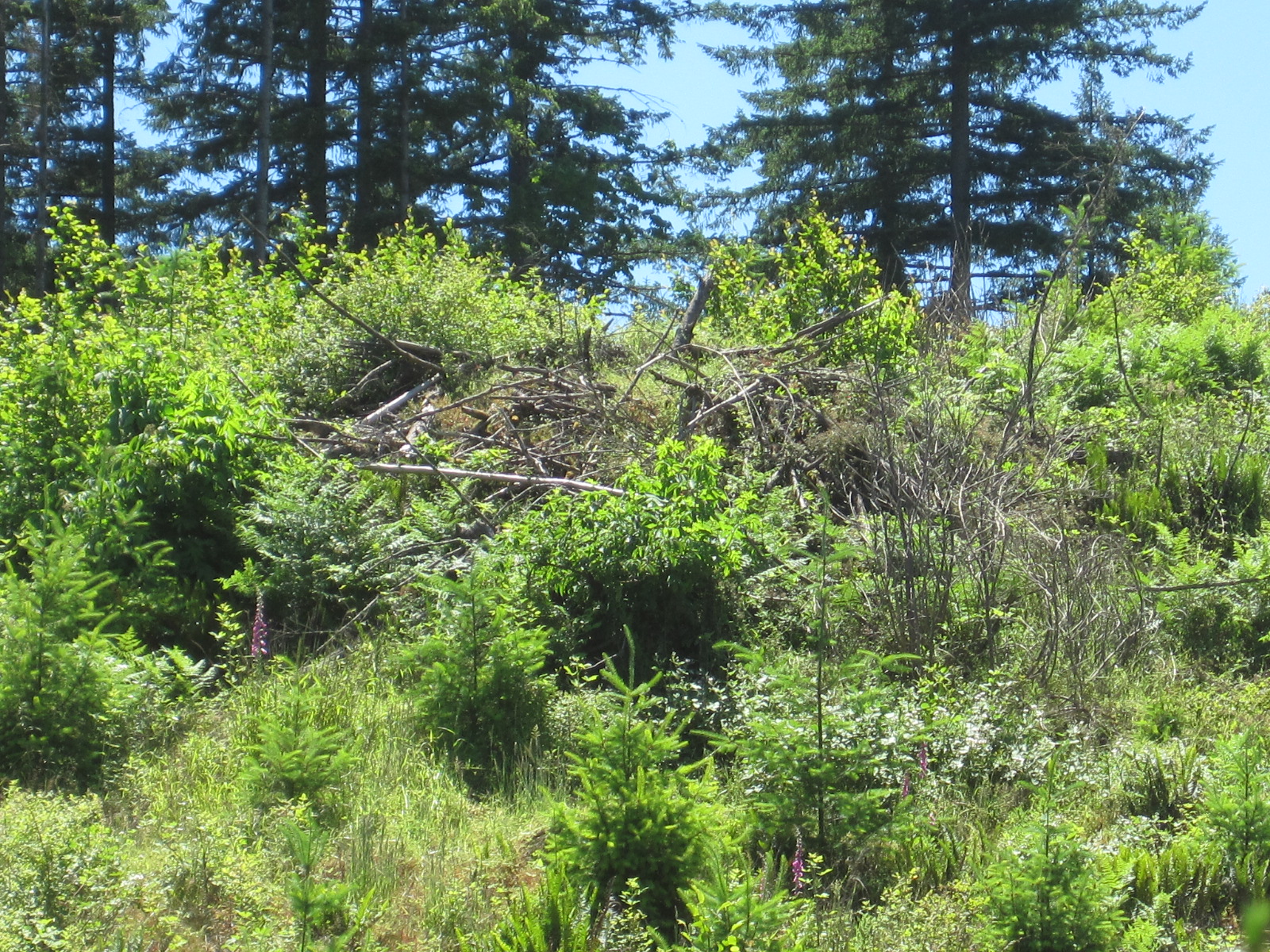 Opportunities to enhance species diversity in small woodlands « TreeTopics