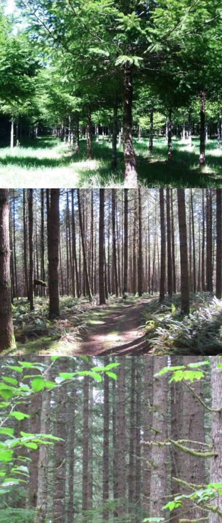 Growing a Diverse Forest: Steps to a Structural Diversity “Forest ...