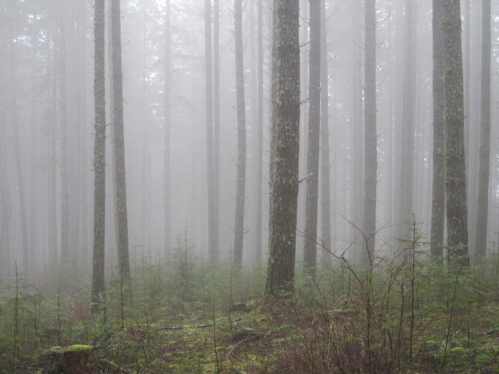 Growing a Diverse Forest: Steps to a Structural Diversity “Forest ...