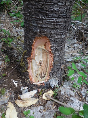 Black Stain Root Disease « TreeTopics