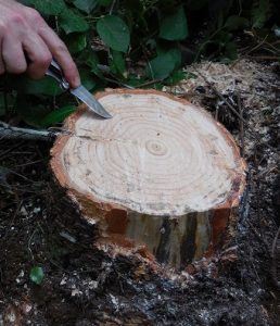 Black Stain Root Disease « TreeTopics