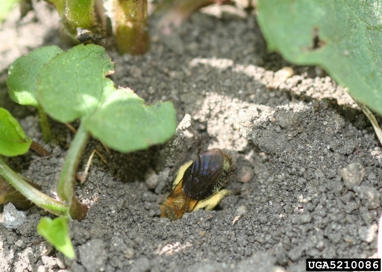 Learning about forests and native bees « TreeTopics