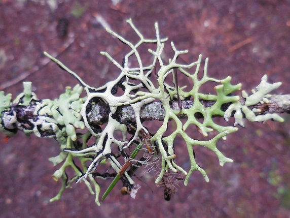 Lovely lichens lurk in your woodlands « TreeTopics